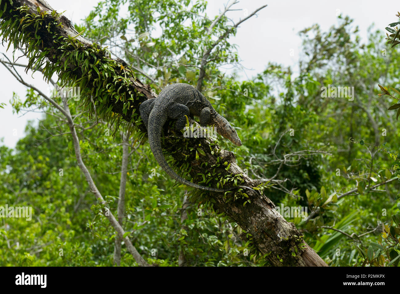 Monitor Lizard at the Sundarbans, a UNESCO World Heritage Site and a ...