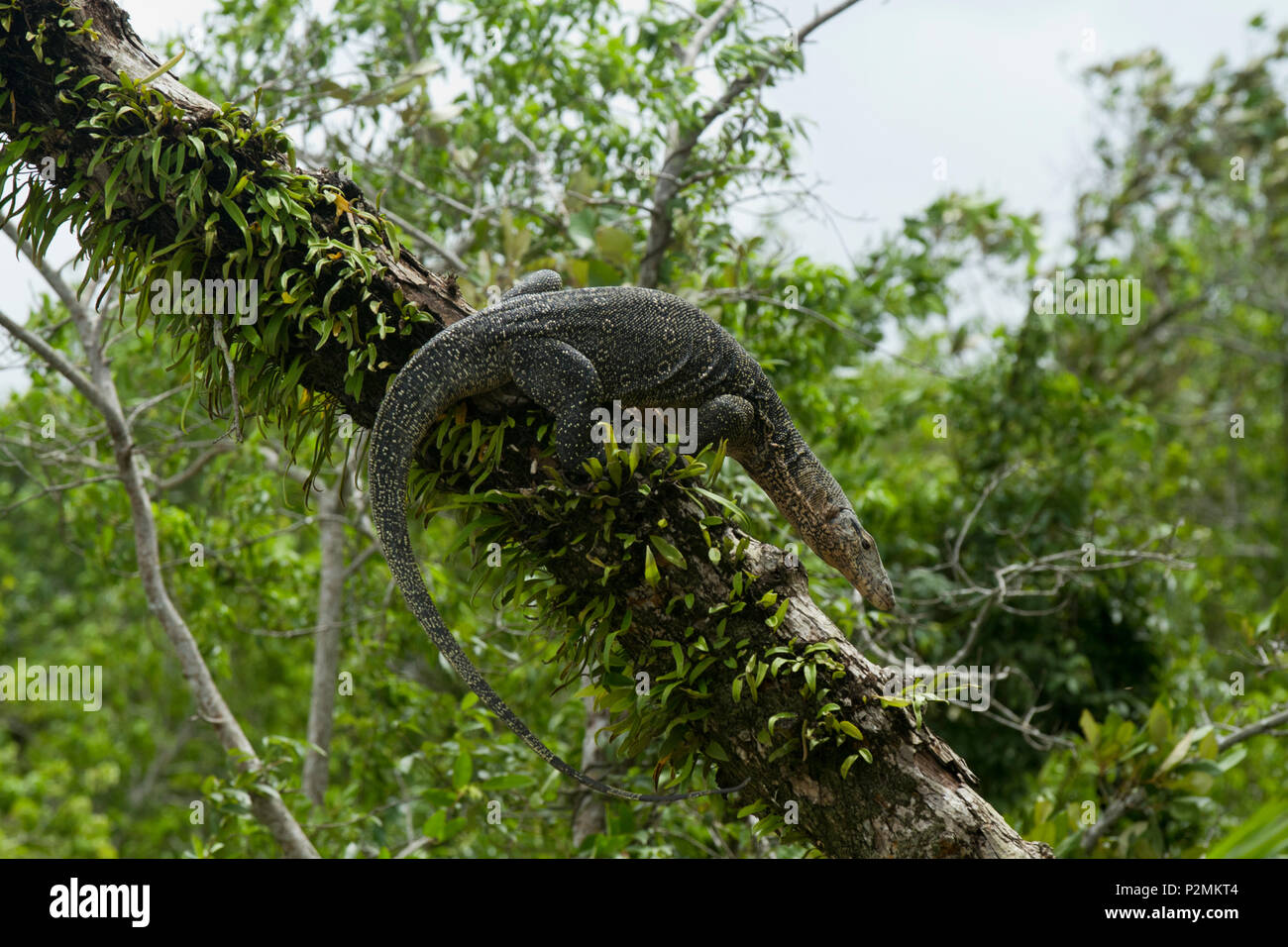 Monitor Lizard at the Sundarbans, a UNESCO World Heritage Site and a ...