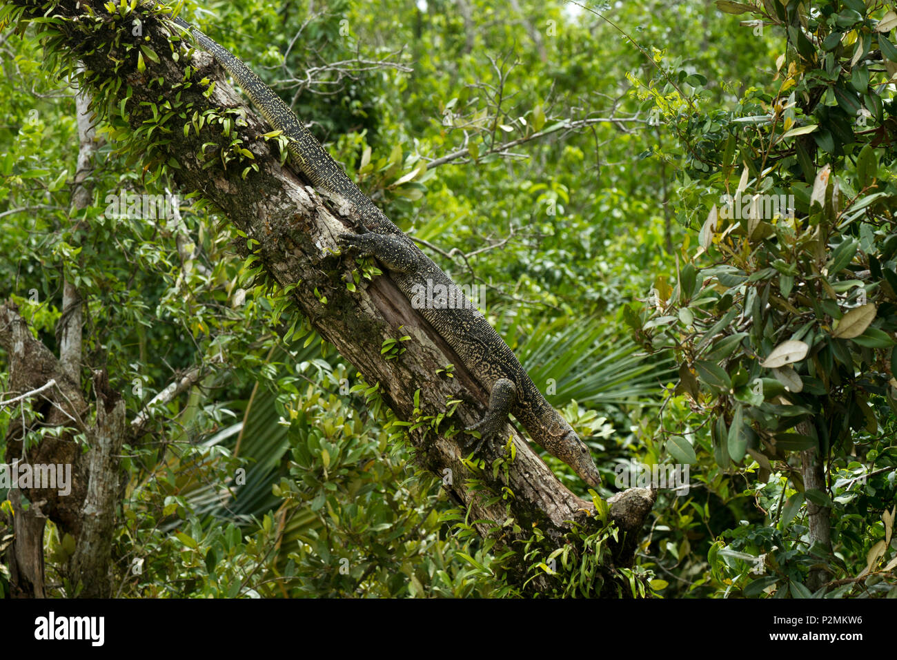 Monitor Lizard at the Sundarbans, a UNESCO World Heritage Site and a ...