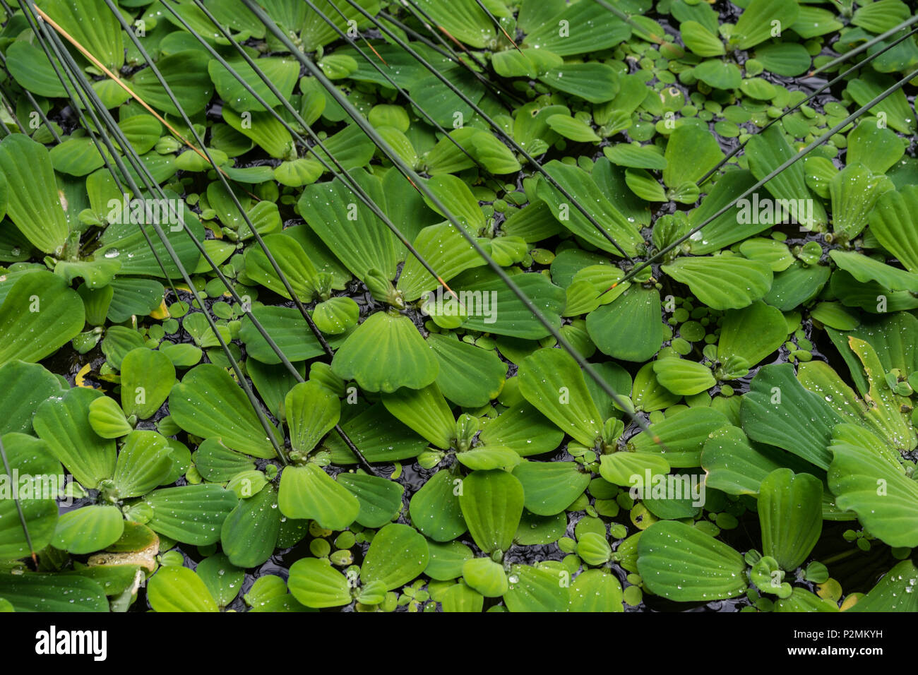 Common duckweed Lemna minor, full frame texture structure Stock Photo ...