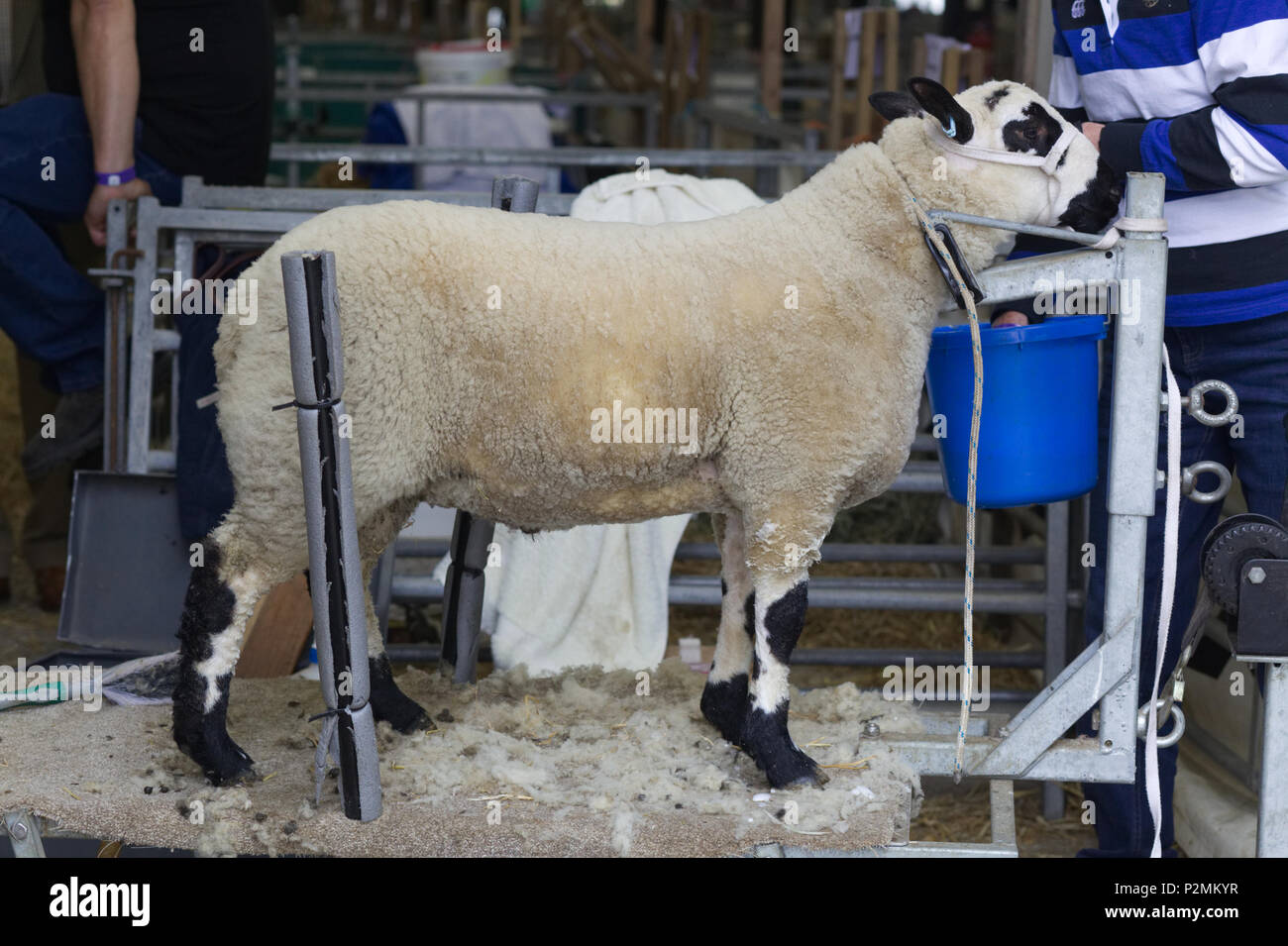 getting sheep ready for a the show ring Stock Photo - Alamy