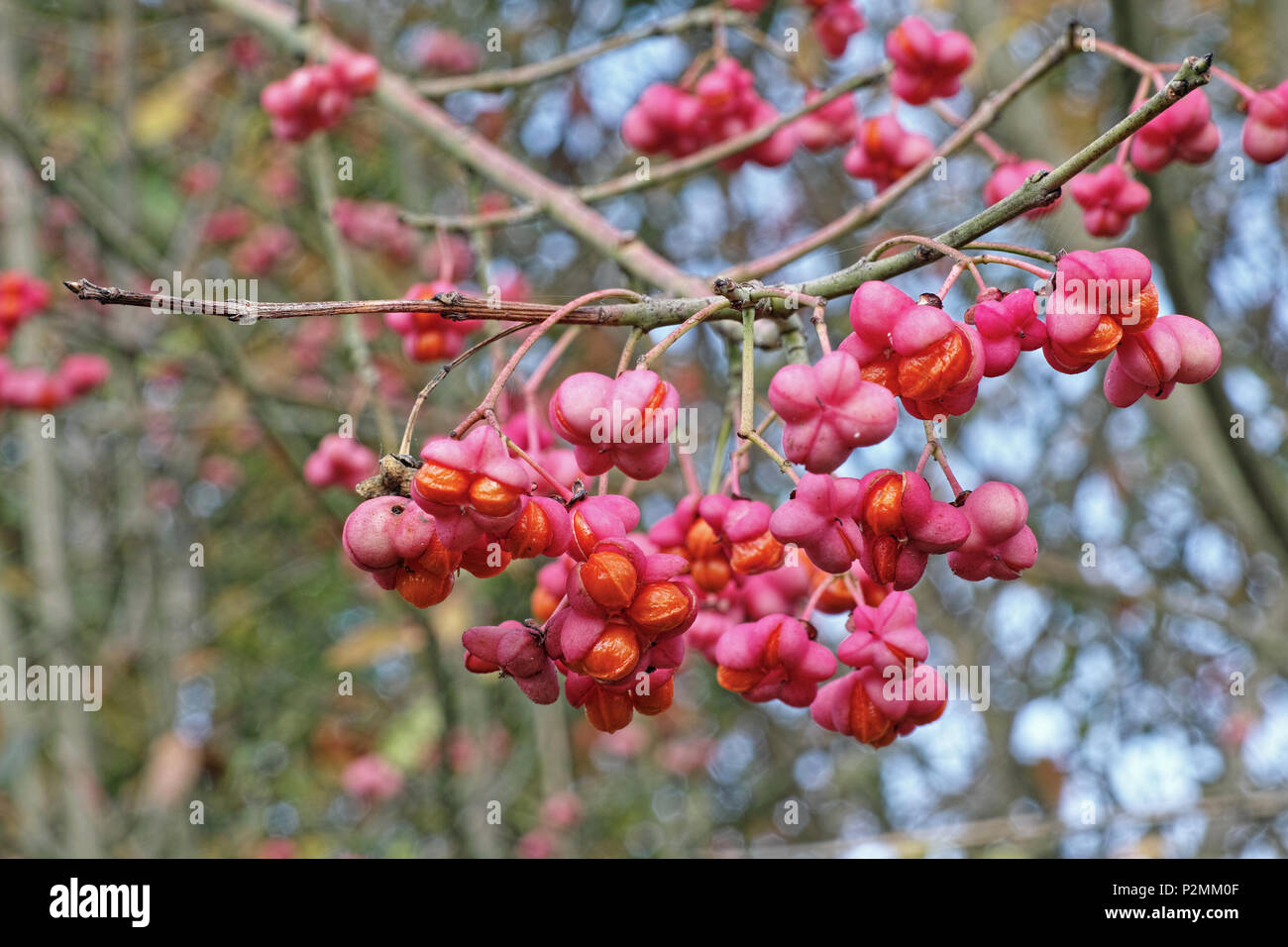 Four fruit branches hi-res stock photography and images - Alamy