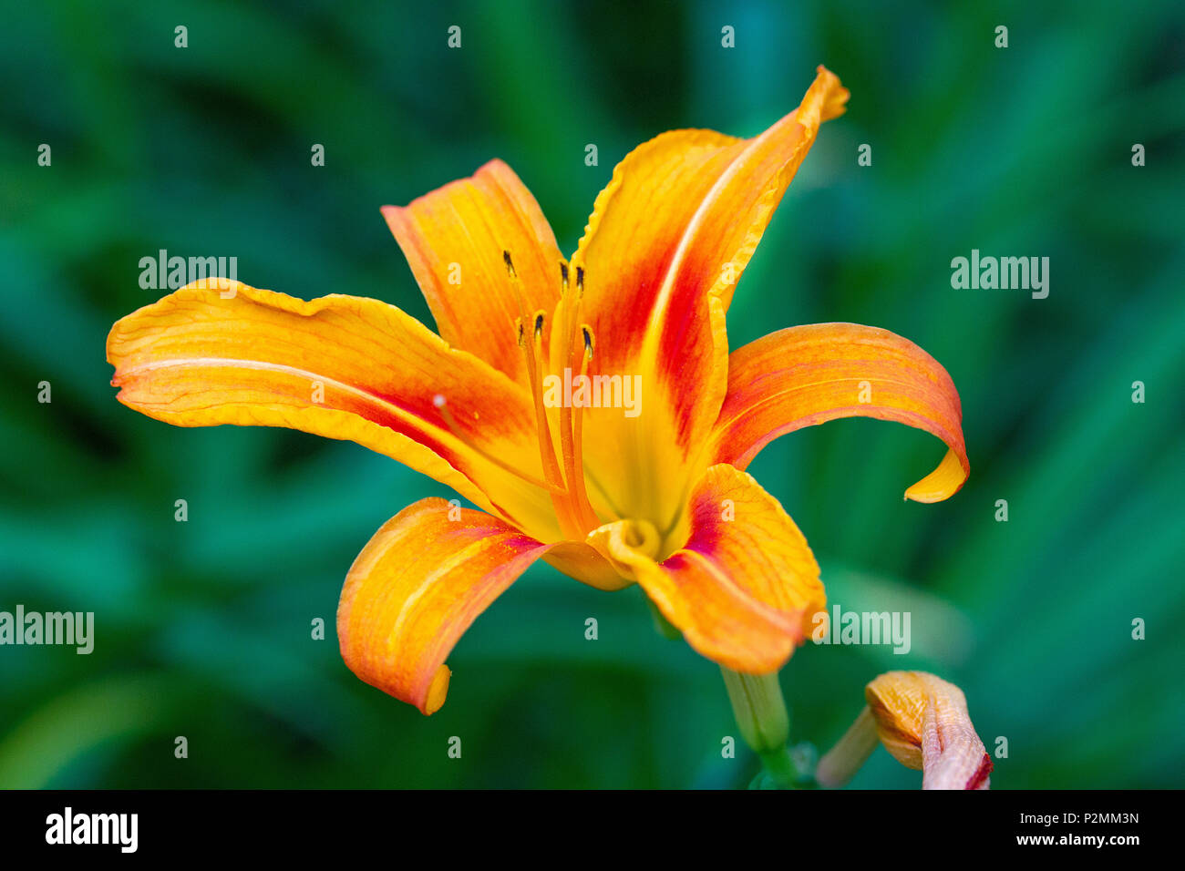 Beautiful orange flower garden hi-res stock photography and images - Alamy
