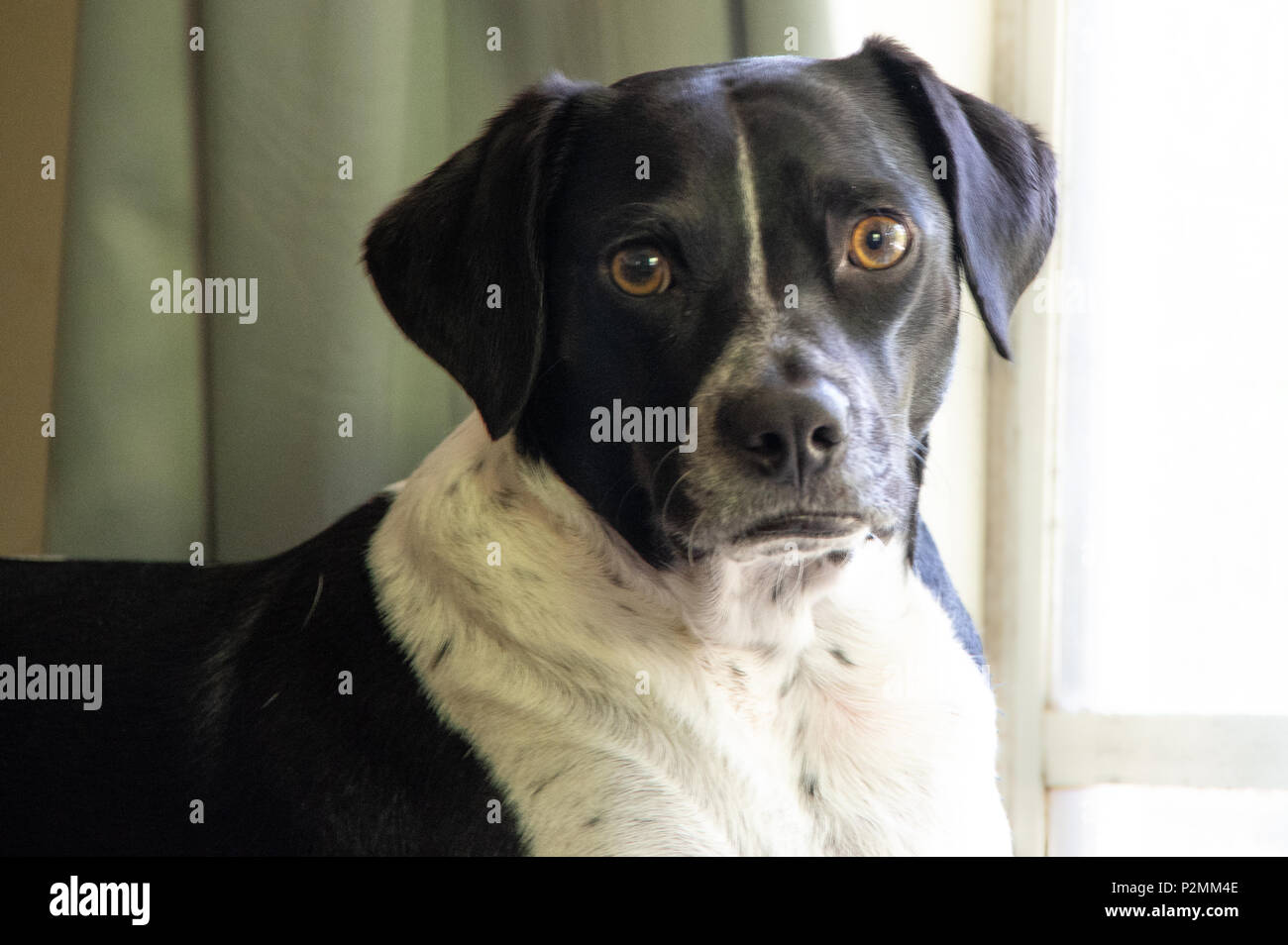 White serious hi-res stock photography and images - Alamy