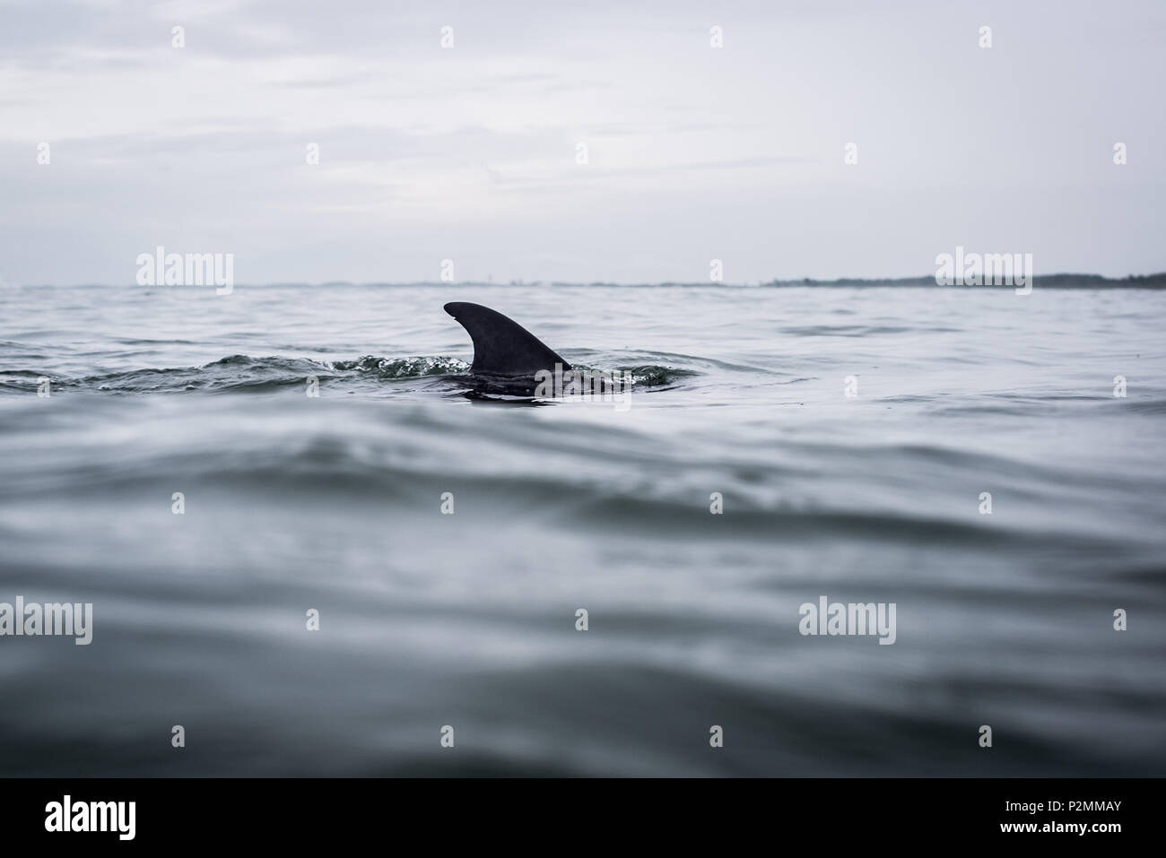 Dolphin fin hi-res stock photography and images - Alamy