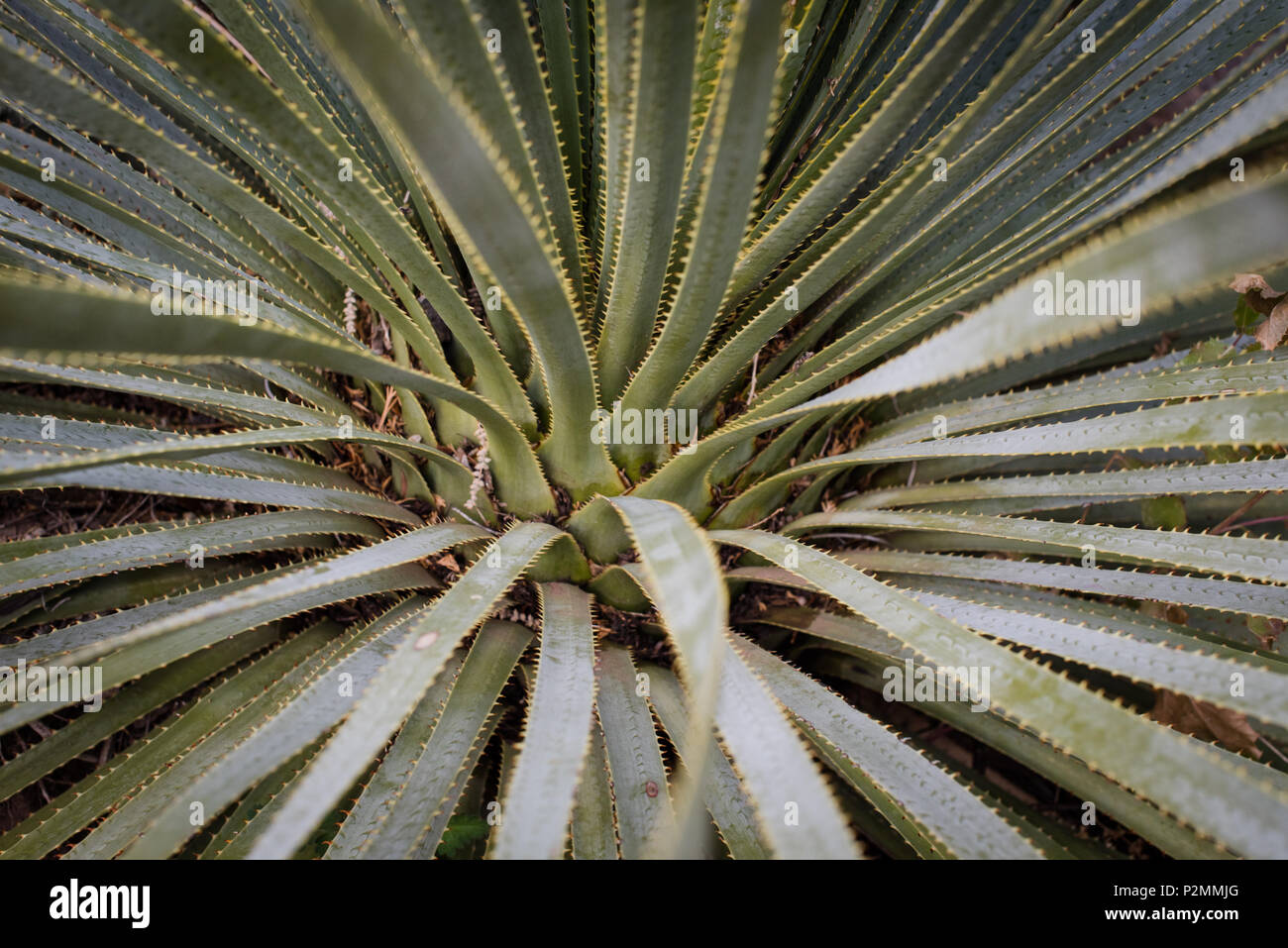 Yuca leaves hi-res stock photography and images - Alamy