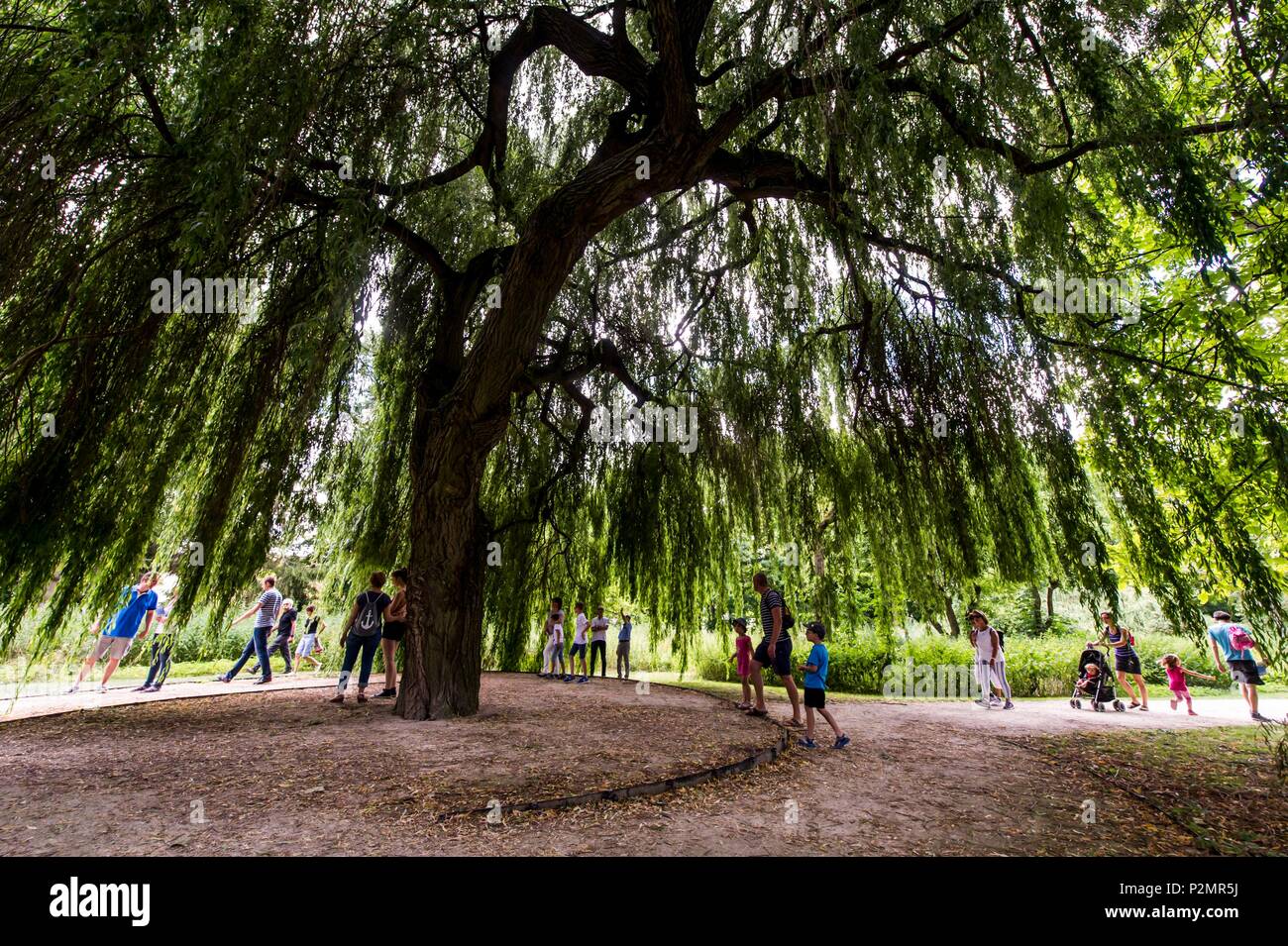 France, Marne, Reims, people walking under a tree close to La ...