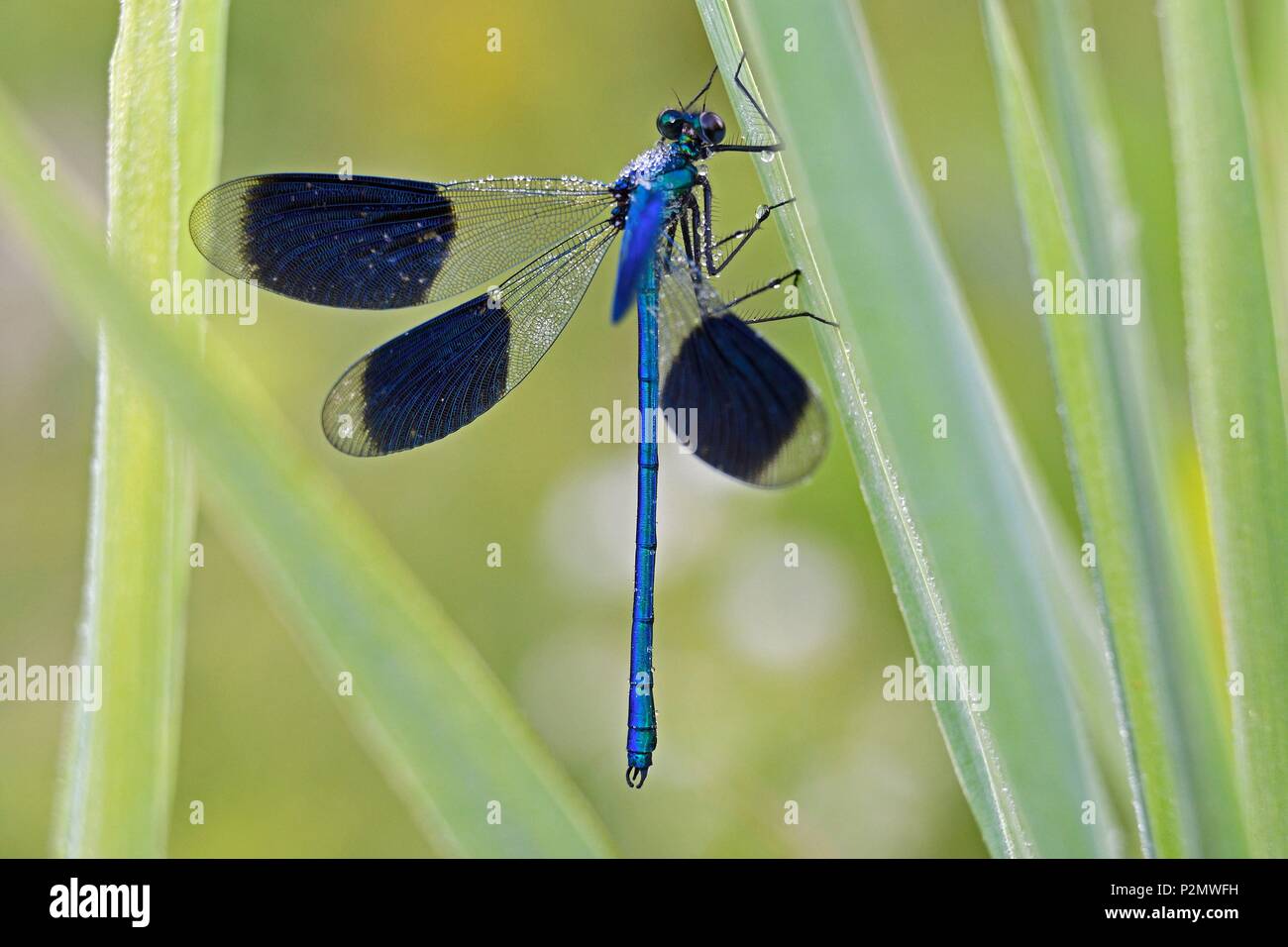 France, Doubs, Insect, Dragonfly, Demoiselle, Bright Calopteryx ...