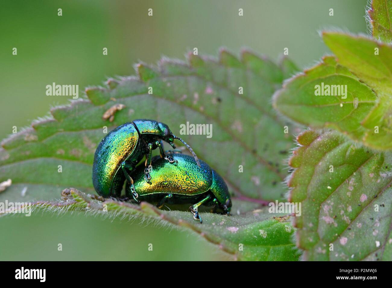 France, Doubs, insect, Golden Cetonia (Cetonia aurata), mating Stock ...