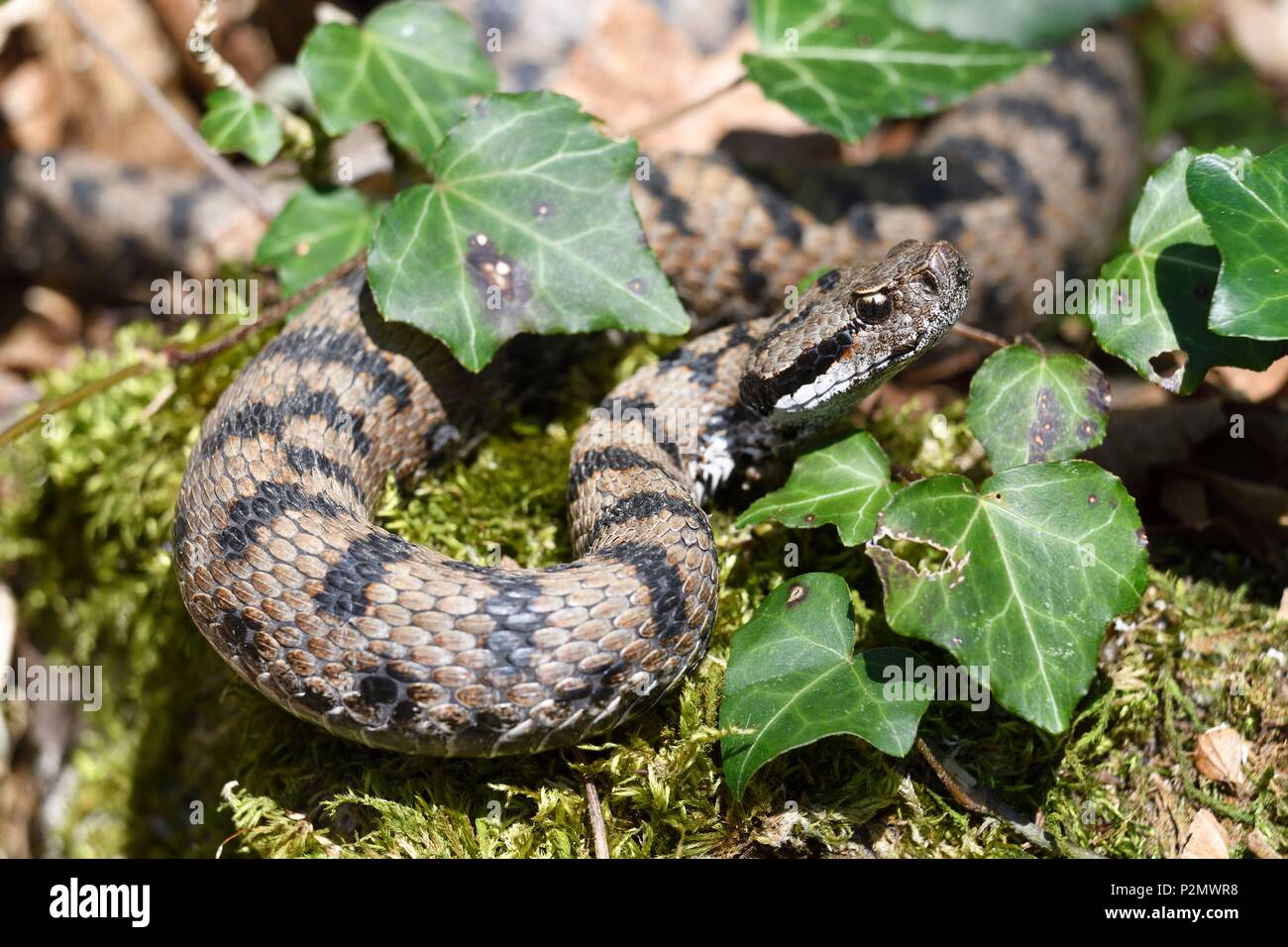 Vipera aspis viper snake reptile hi-res stock photography and images ...
