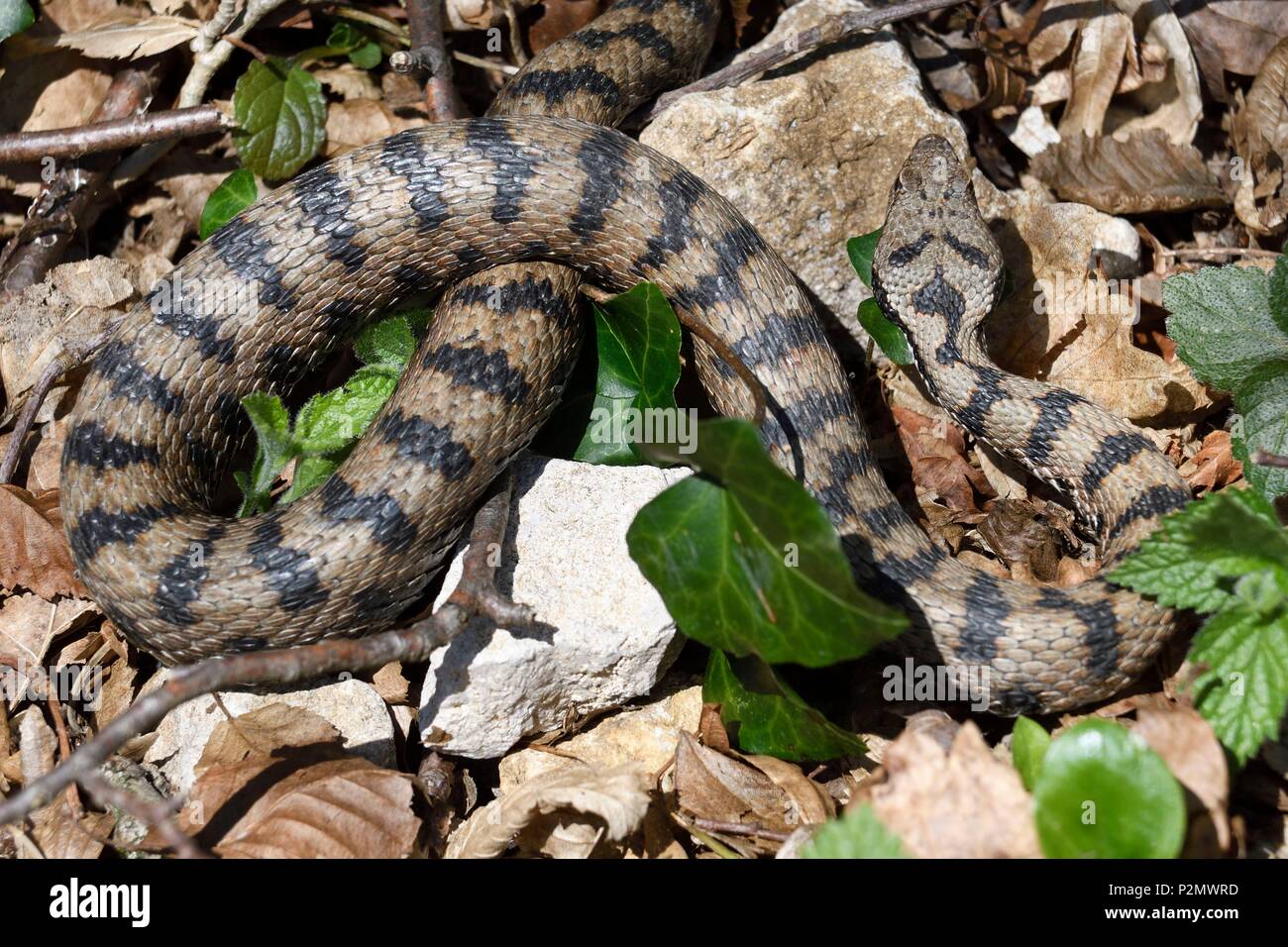 France, Doubs, The Aspic Viper, Vipera aspis, awake in the spring Stock ...