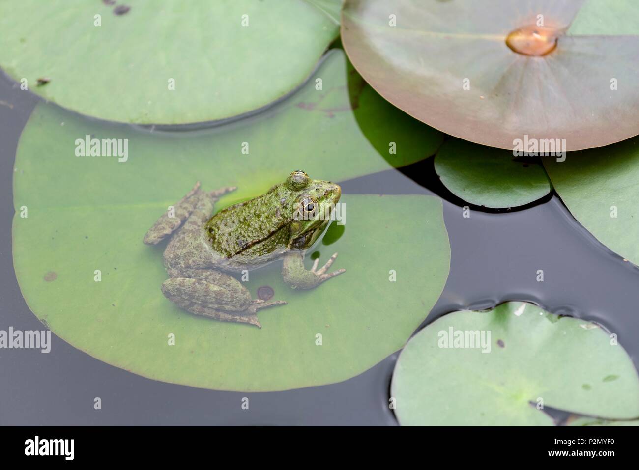 France, Tarn, Cordes sur Ciel, labelled the Most Beautiful Villages of ...
