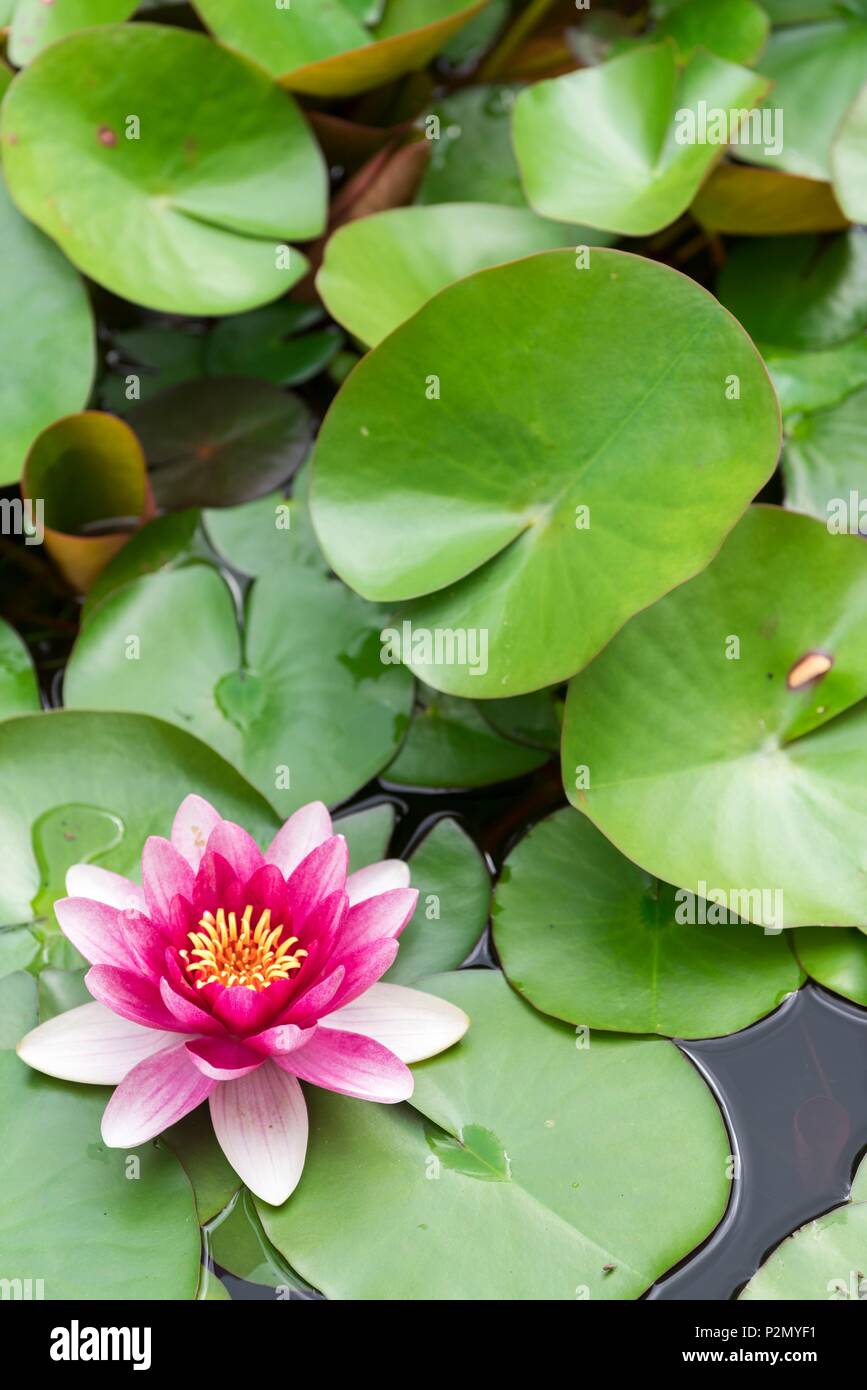 France, Tarn, Cordes sur Ciel, labelled the Most Beautiful Villages of ...