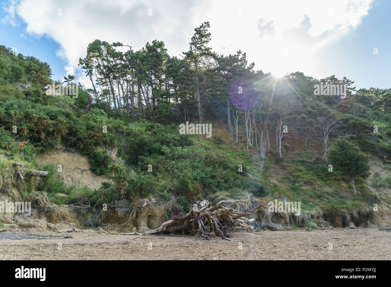 trees growing on sandy cliff with sun shining through, Waitawa Regional ...