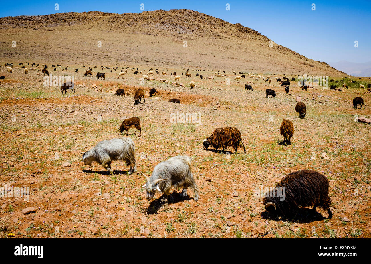 A flock of goats and sheep in the Atlas Mountains, Morocco Stock Photo ...