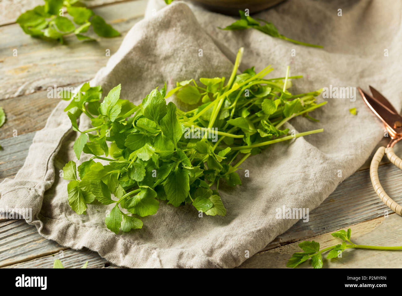 Raw Green Organic Dropwort Herb Ready to Eat Stock Photo - Alamy
