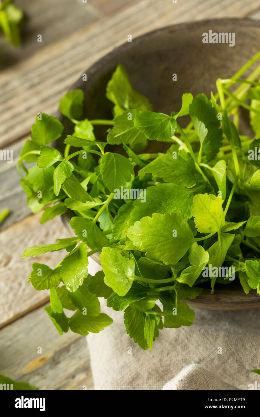Raw Green Organic Dropwort Herb Ready to Eat Stock Photo - Alamy