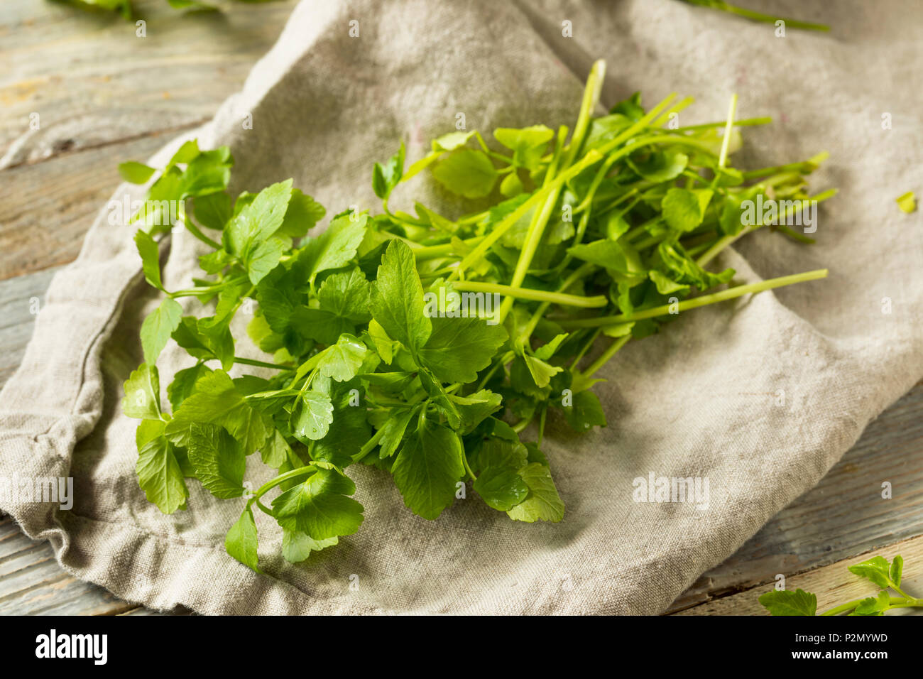 Raw Green Organic Dropwort Herb Ready to Eat Stock Photo - Alamy