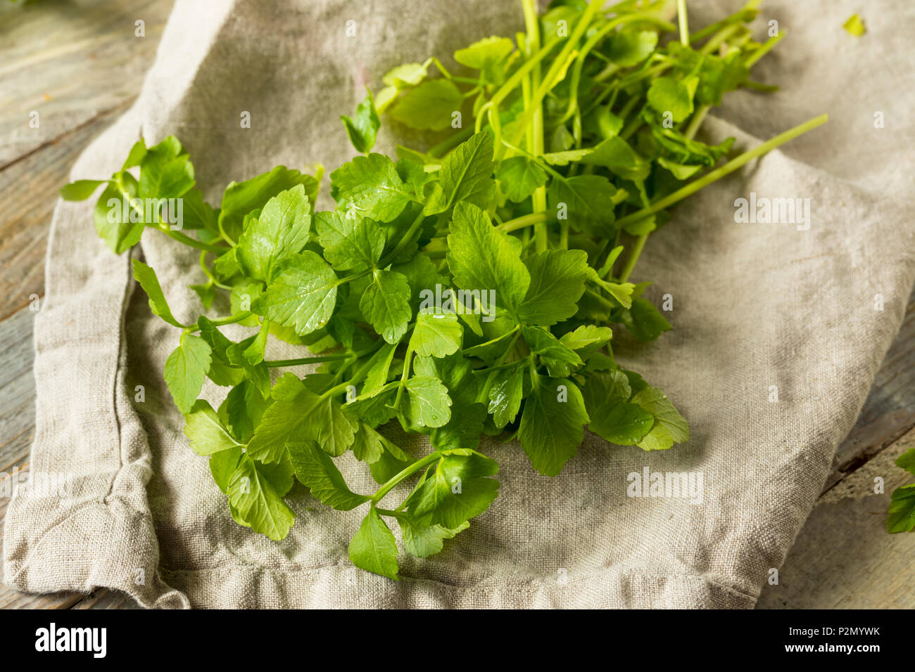 Raw Green Organic Dropwort Herb Ready to Eat Stock Photo - Alamy