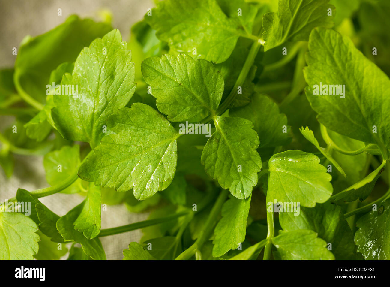 Raw Green Organic Dropwort Herb Ready to Eat Stock Photo - Alamy