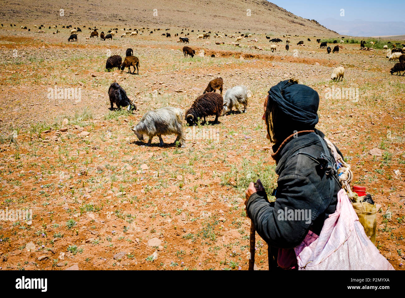 Shepherds with their flock of goats and sheep in the Atlas Mountains ...