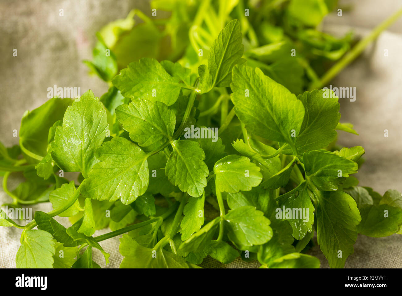 Raw Green Organic Dropwort Herb Ready to Eat Stock Photo - Alamy