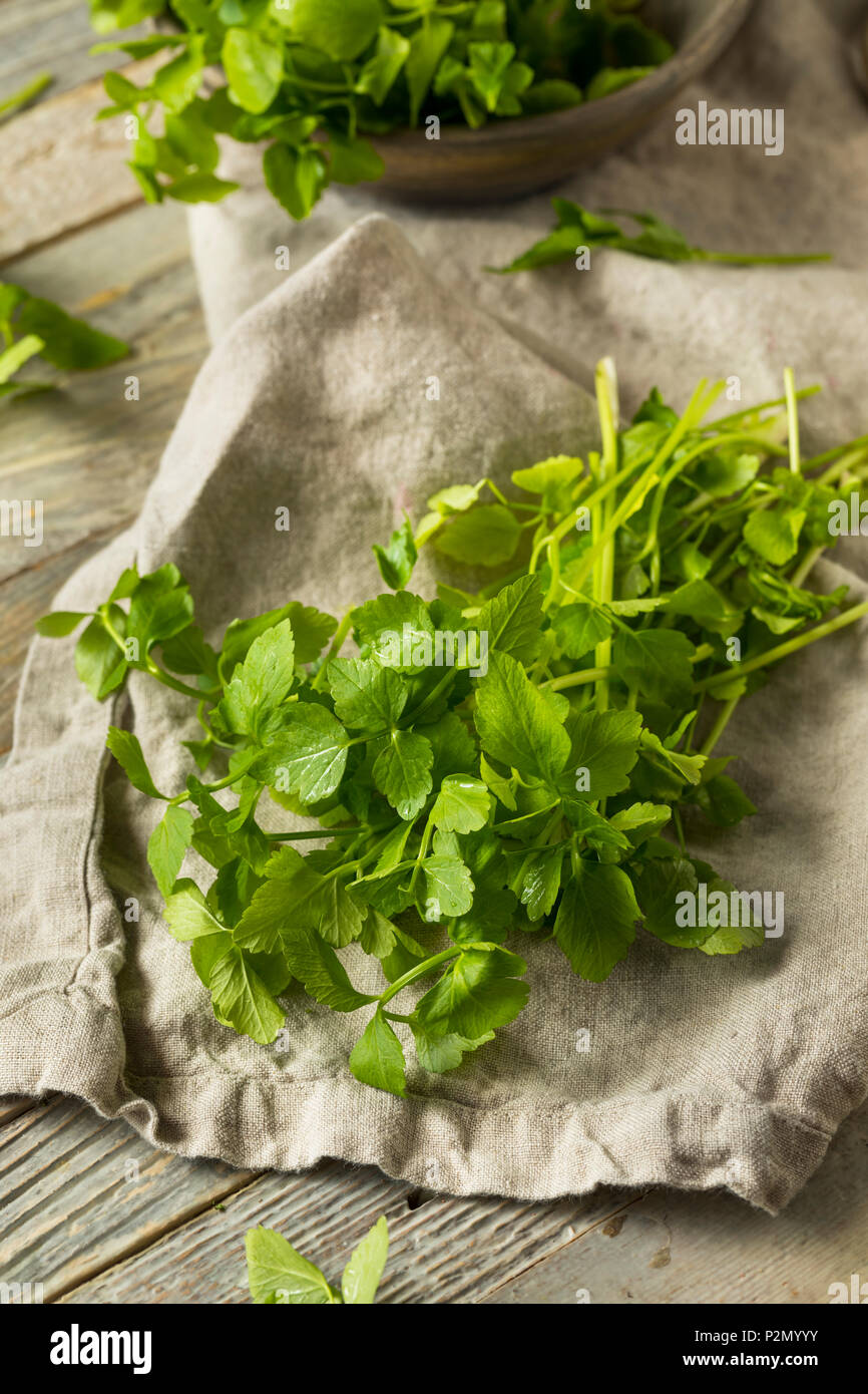 Raw Green Organic Dropwort Herb Ready to Eat Stock Photo - Alamy