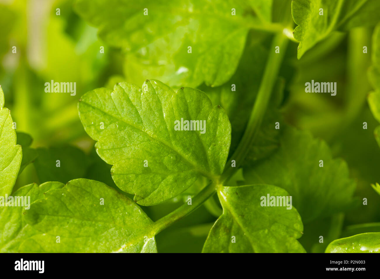 Raw Green Organic Dropwort Herb Ready to Eat Stock Photo - Alamy