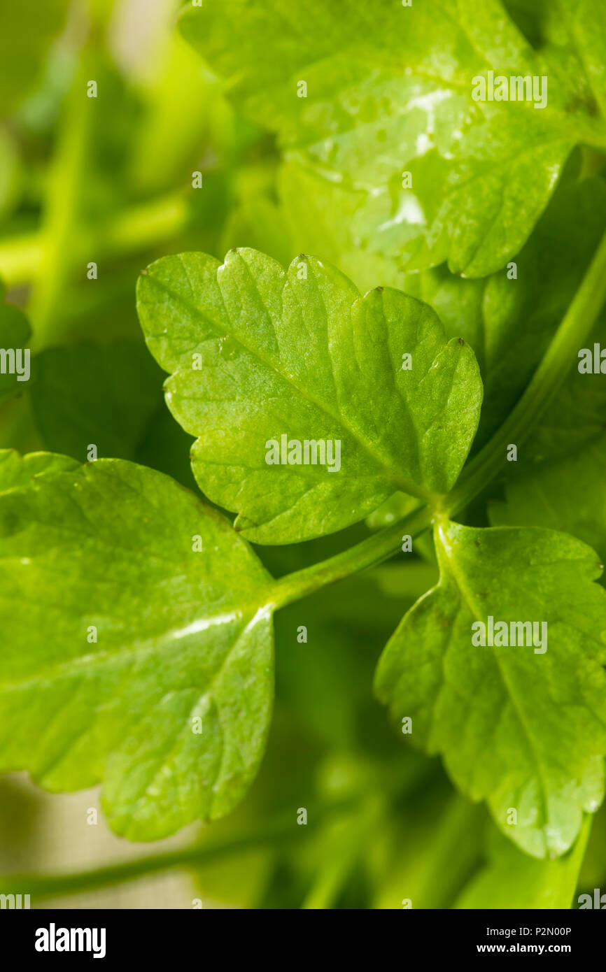 Japanese dropwort hi-res stock photography and images - Alamy