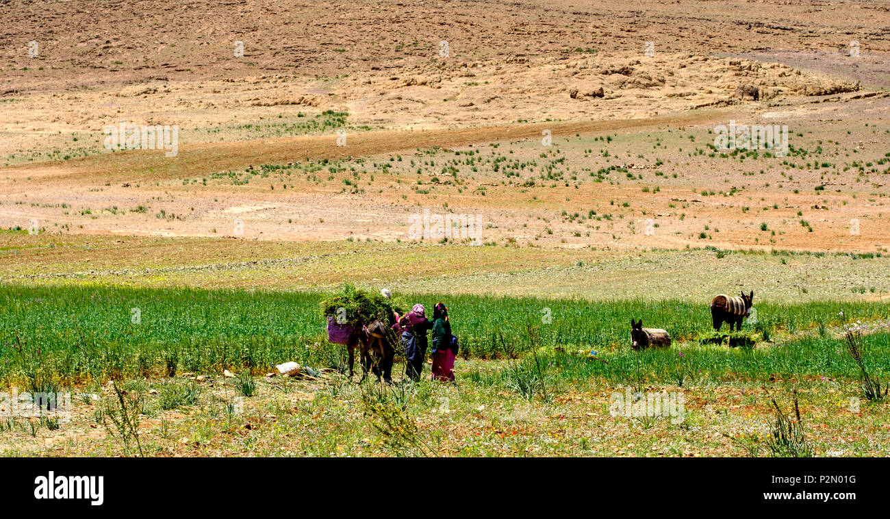 Women farming morocco hi-res stock photography and images - Alamy
