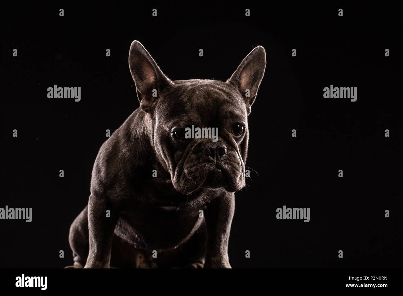 Close-up Portrait of black Funny French Bulldog Dog and Curiously ...