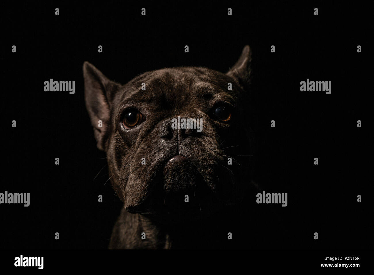 Close-up Portrait of black Funny French Bulldog Dog and Curiously ...