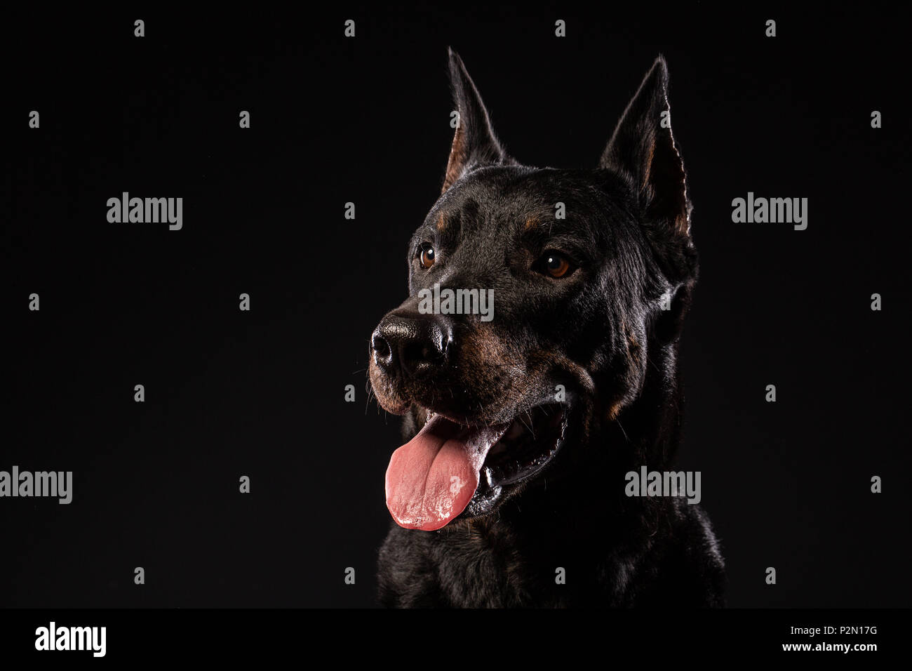 portrait of Doberman Pinscher against black background front view Stock ...