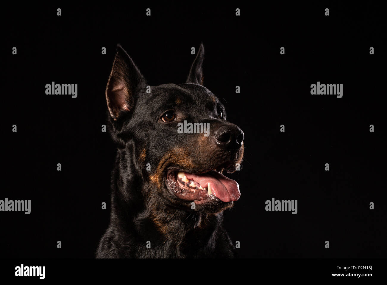 portrait of Doberman Pinscher against black background front view Stock ...
