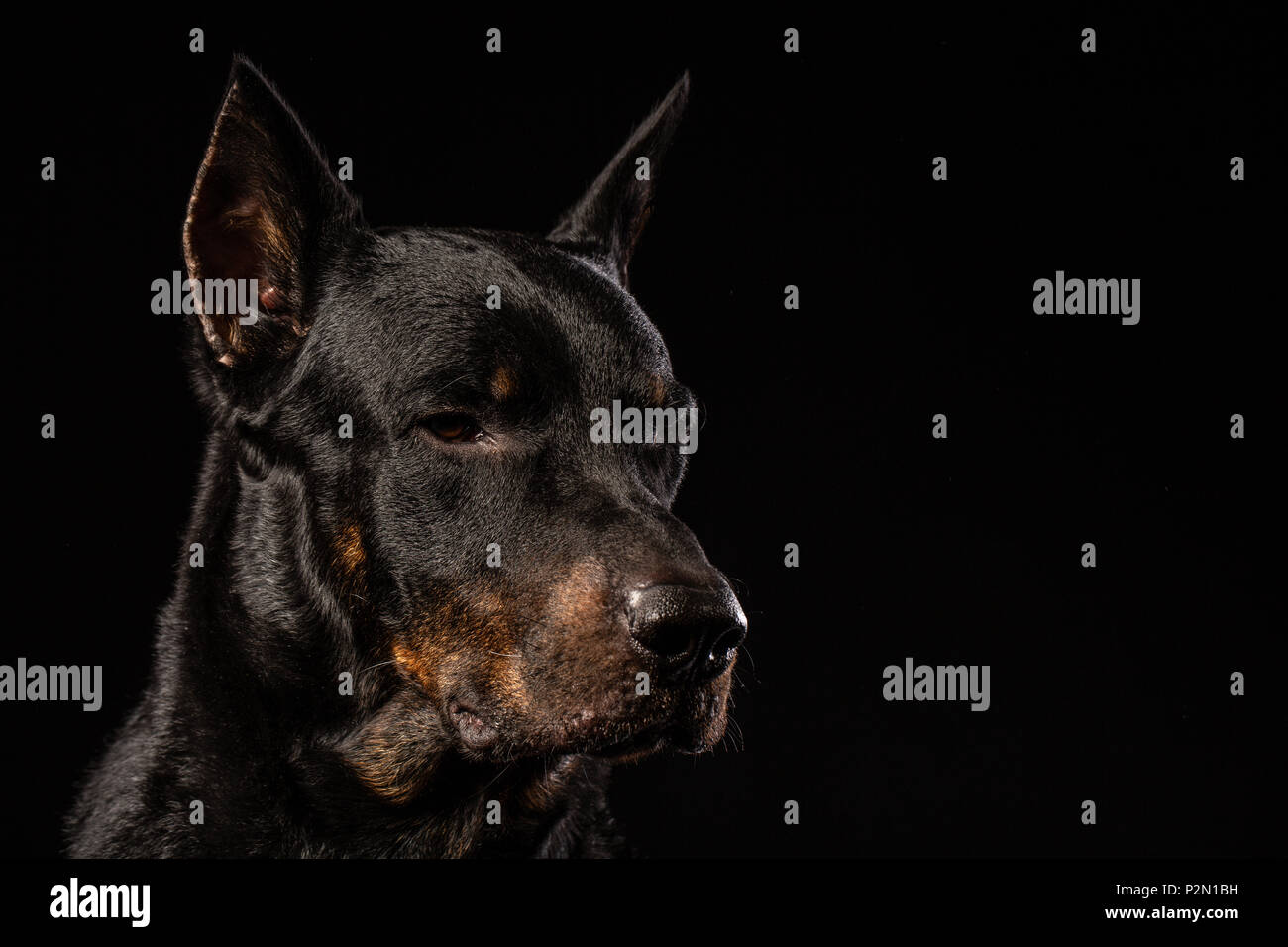 portrait of Doberman Pinscher against black background front view Stock ...