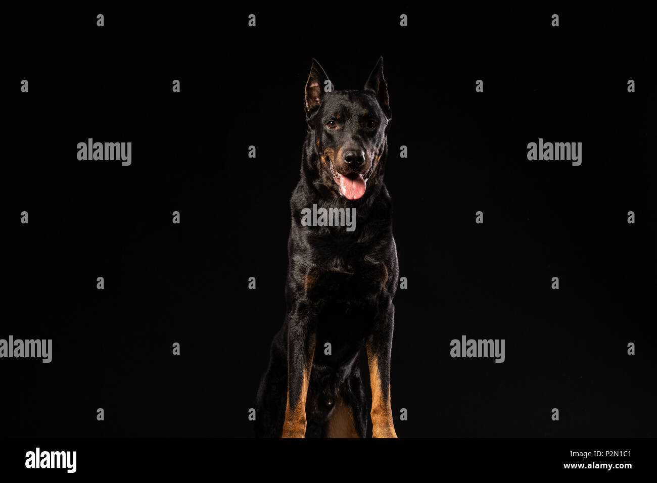 portrait of Doberman Pinscher against black background front view Stock ...