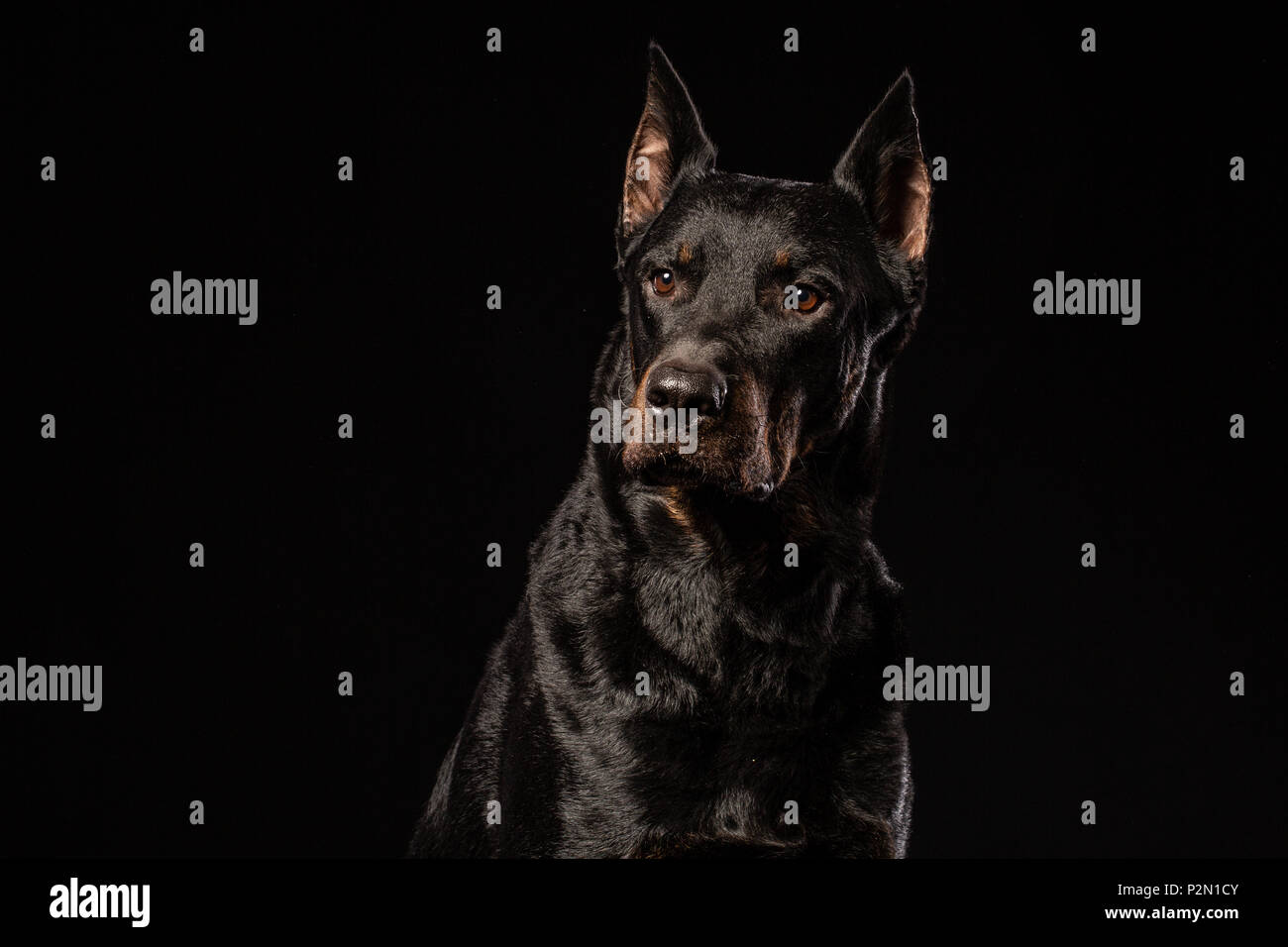 portrait of Doberman Pinscher against black background front view Stock ...