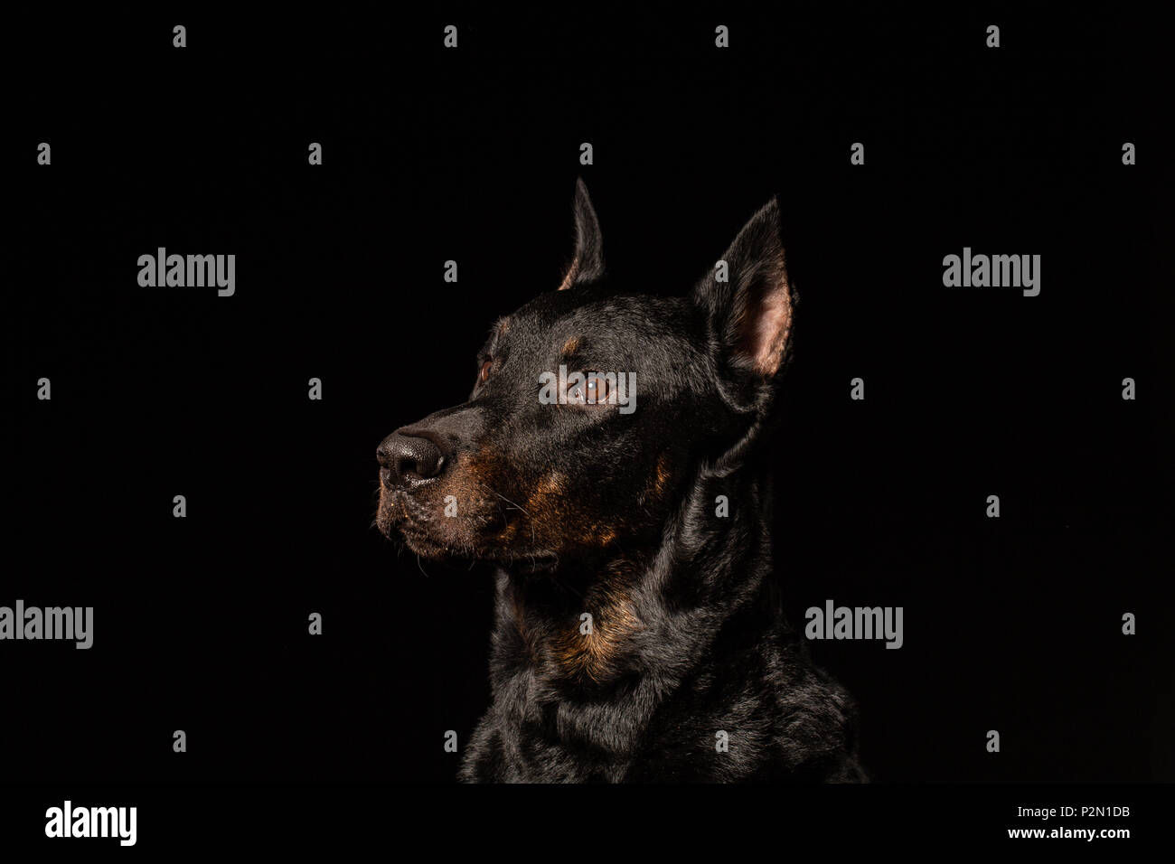 portrait of Doberman Pinscher against black background front view Stock ...