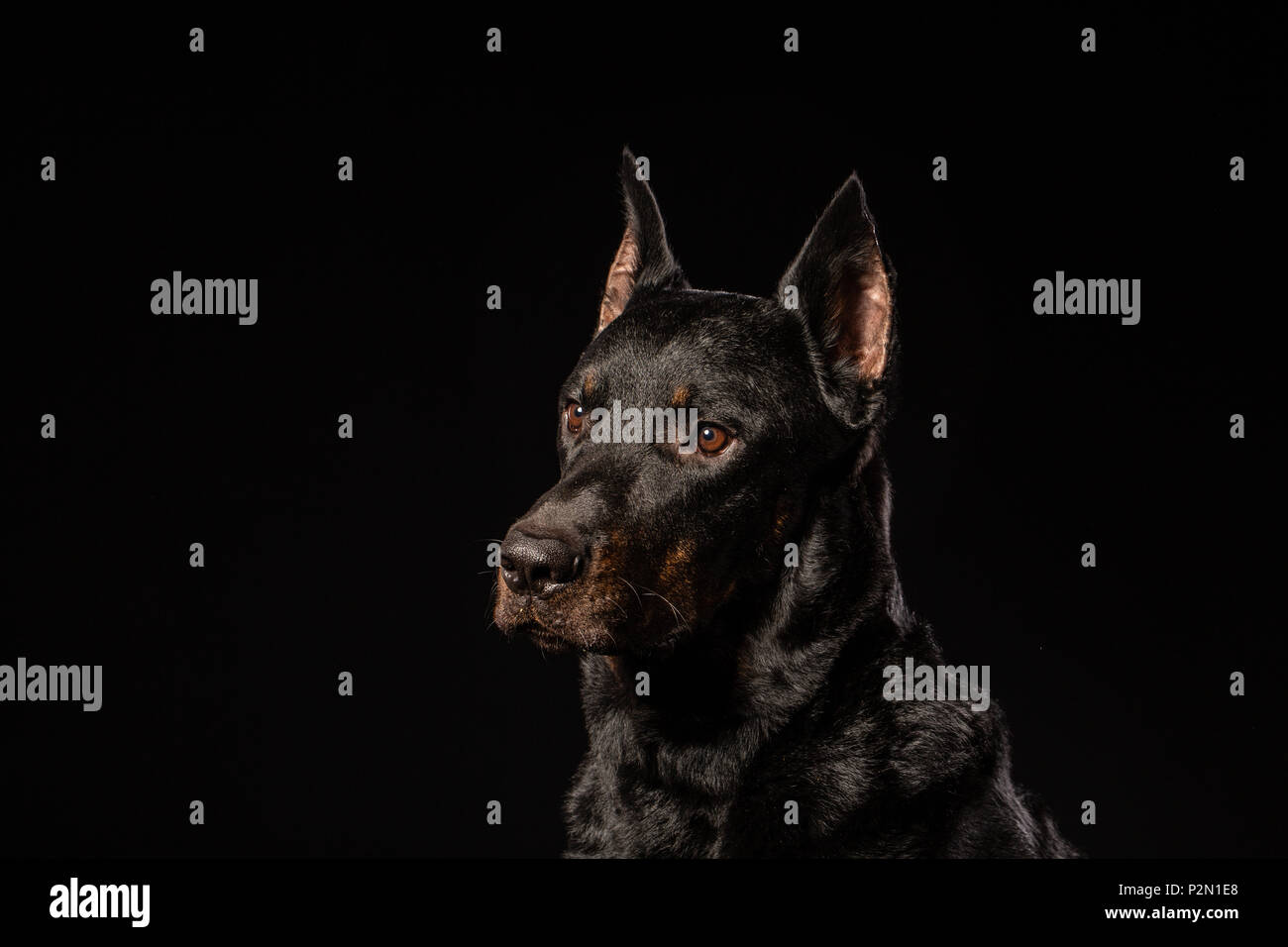 portrait of Doberman Pinscher against black background front view Stock ...