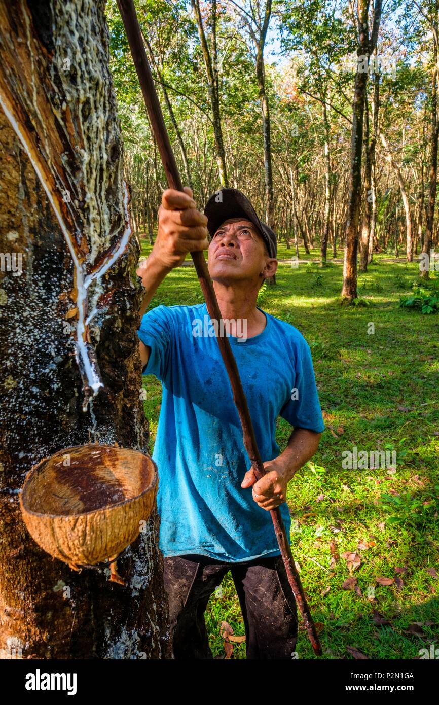 Rubber cultivation hi-res stock photography and images - Alamy