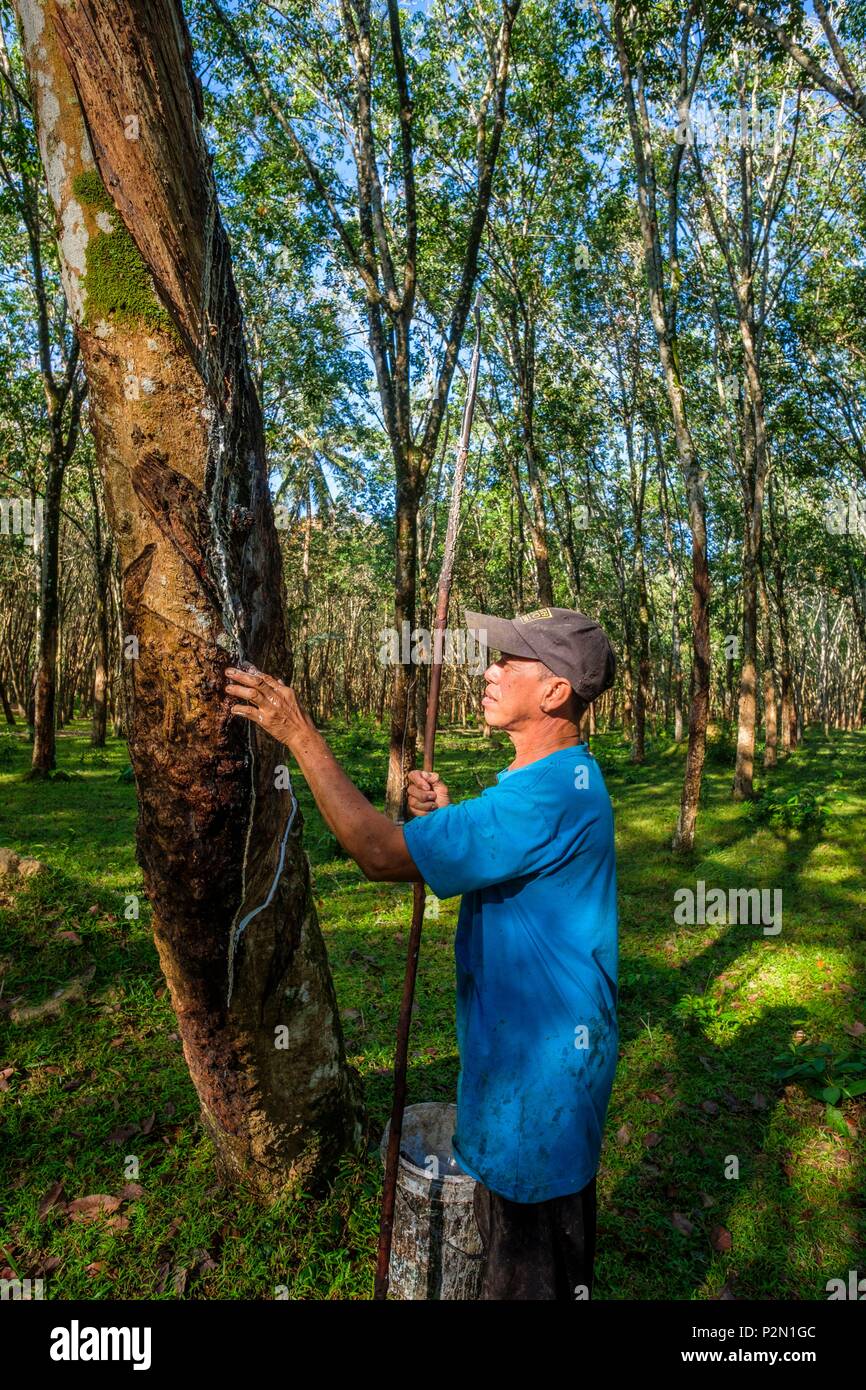 Rubber cultivation hi-res stock photography and images - Alamy