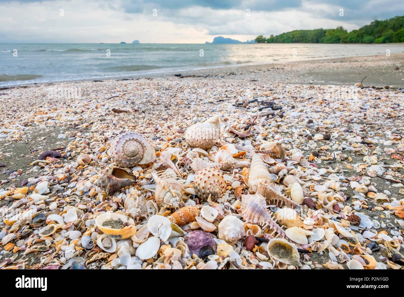 Thailand, Trang province, Ko Sukorn island, seashells on the long beach ...