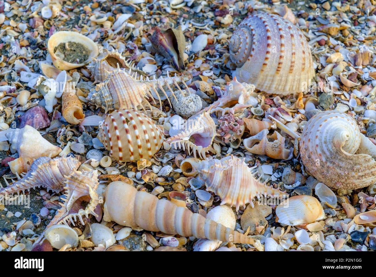 Thailand, Trang province, Ko Sukorn island, seashells on the long beach ...