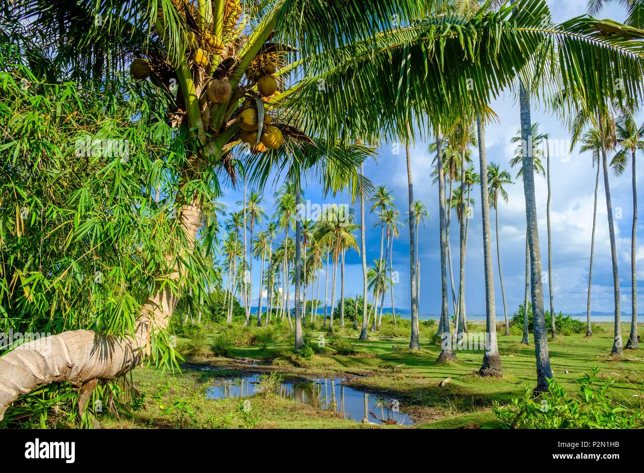 Thailand, Trang province, Ko Sukorn island, surroundings of Ban Laem ...