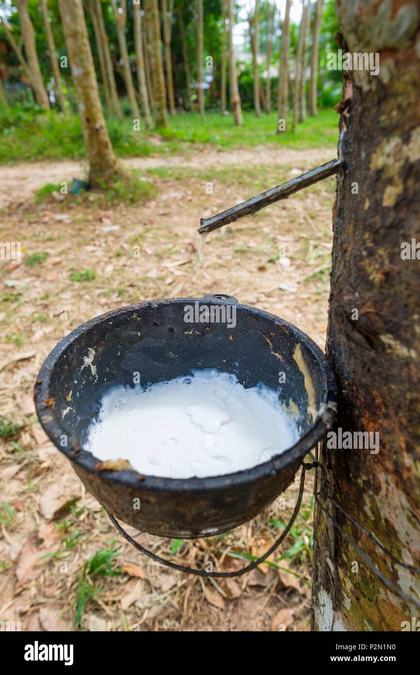 Rubber tree cultivation hi-res stock photography and images - Alamy