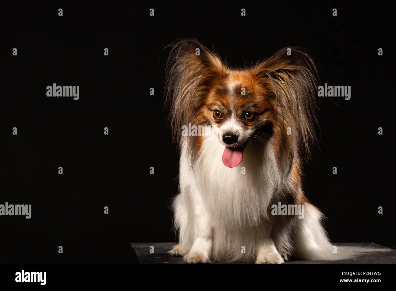 Portrait of a funny Papillon dog against dark background Stock Photo ...