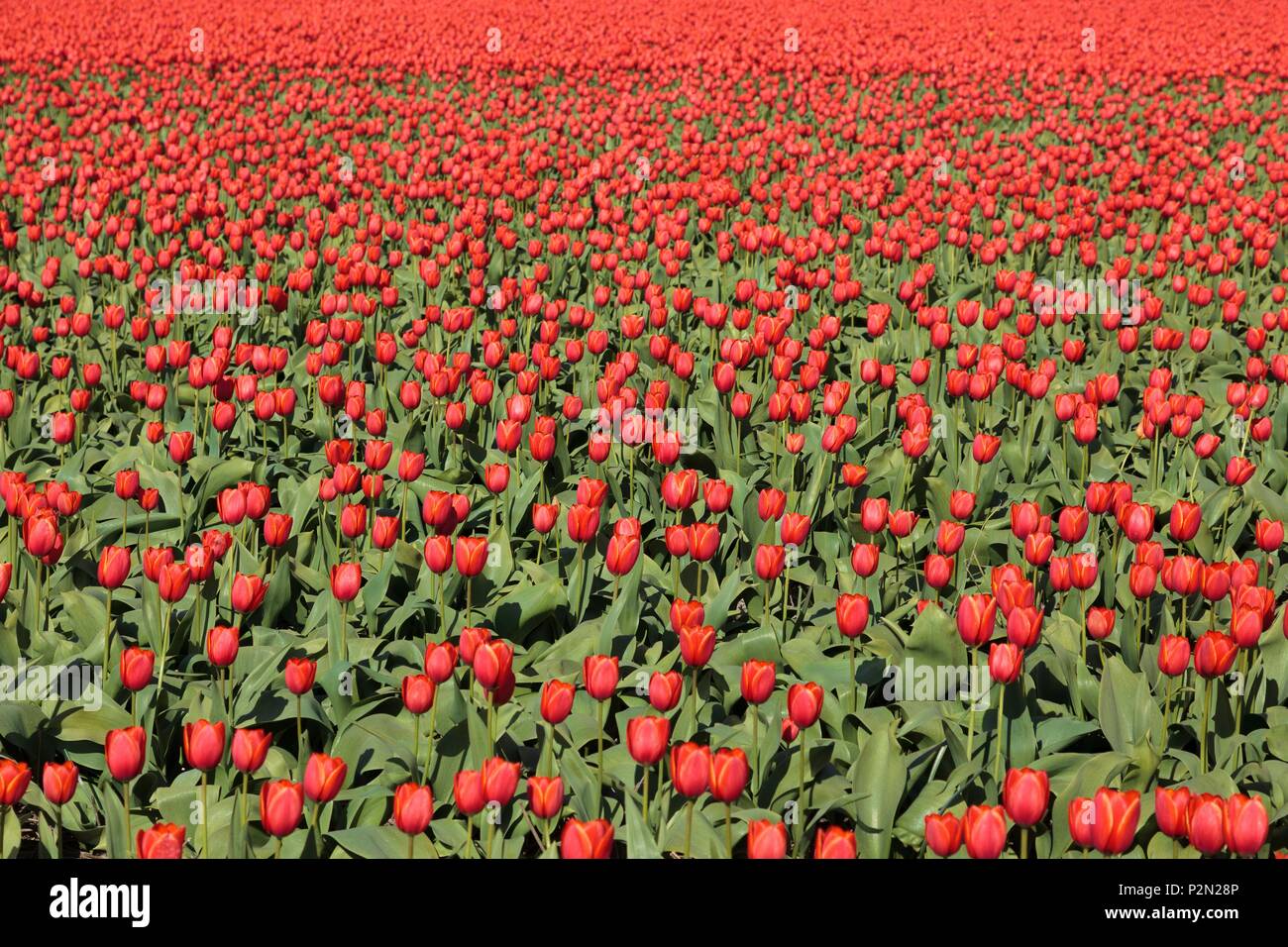 Netherlands, Southern Holland province, Lisse, Tulip Fields in the ...