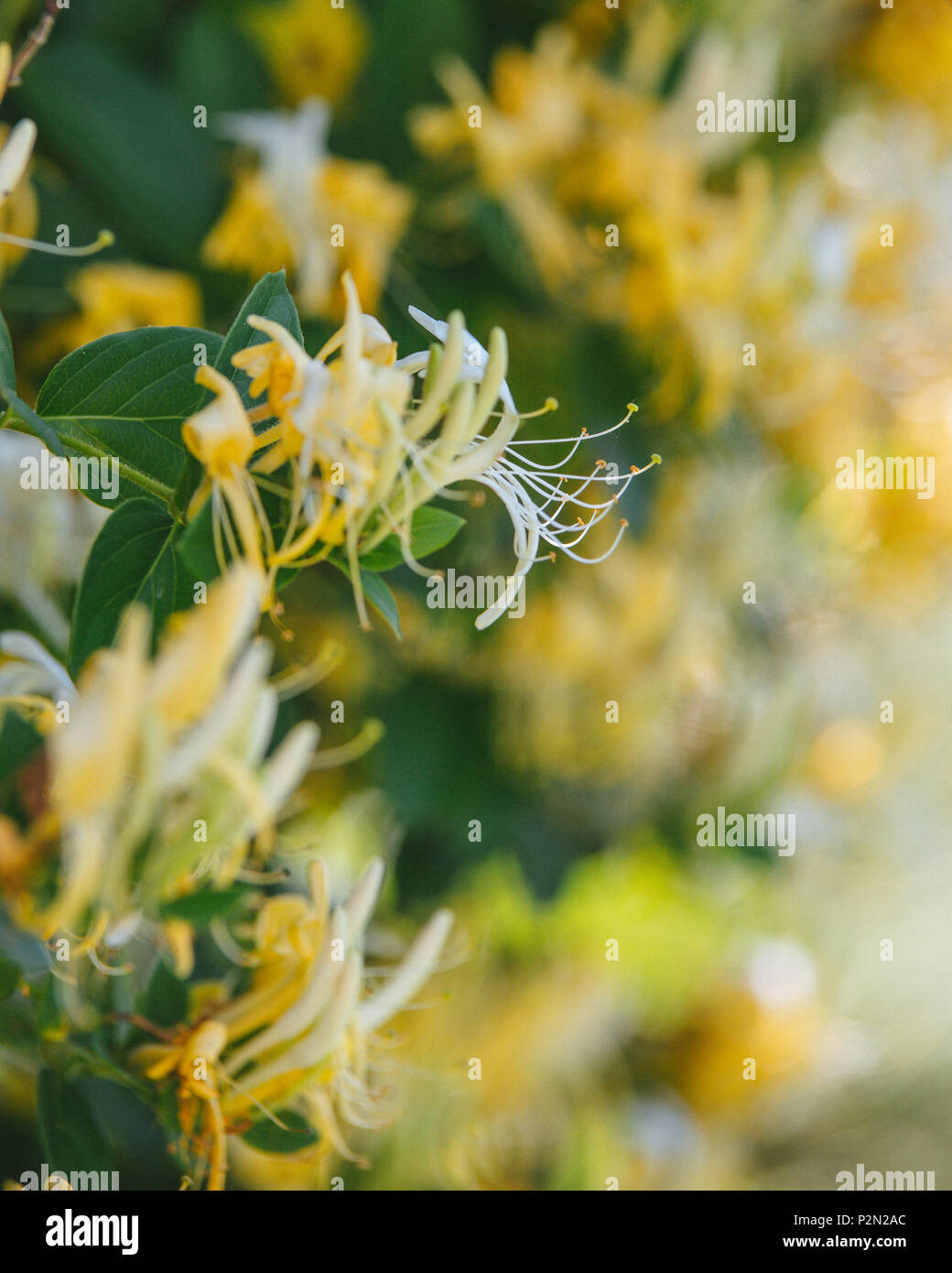Lonicera japonica Thunb or Japanese honeysuckle yellow and white flower ...