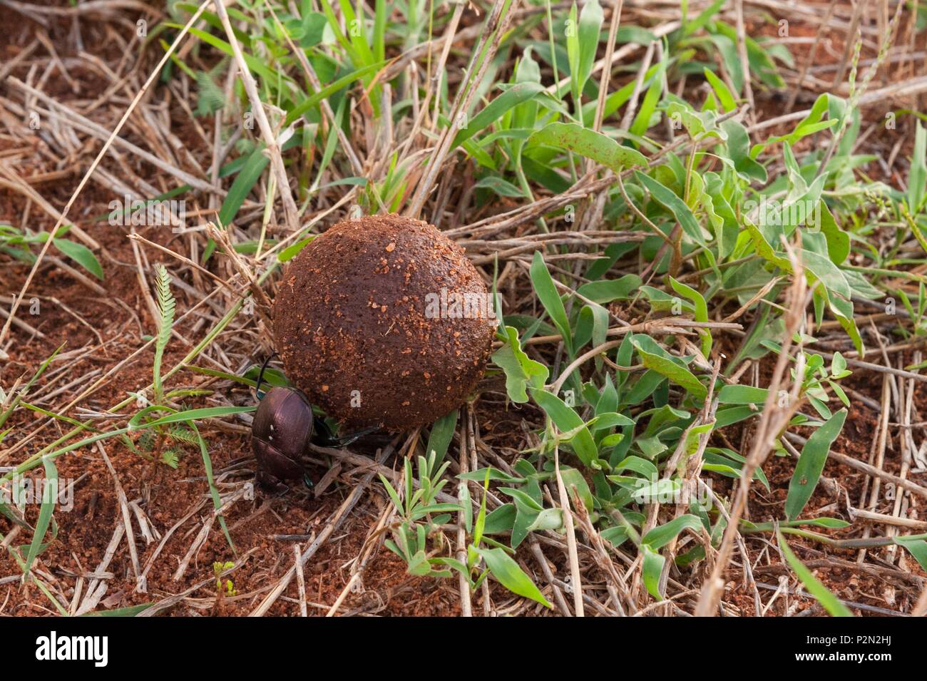 Kenya, Tsavo East national park, Dung beetle pushing a ball of dung ...