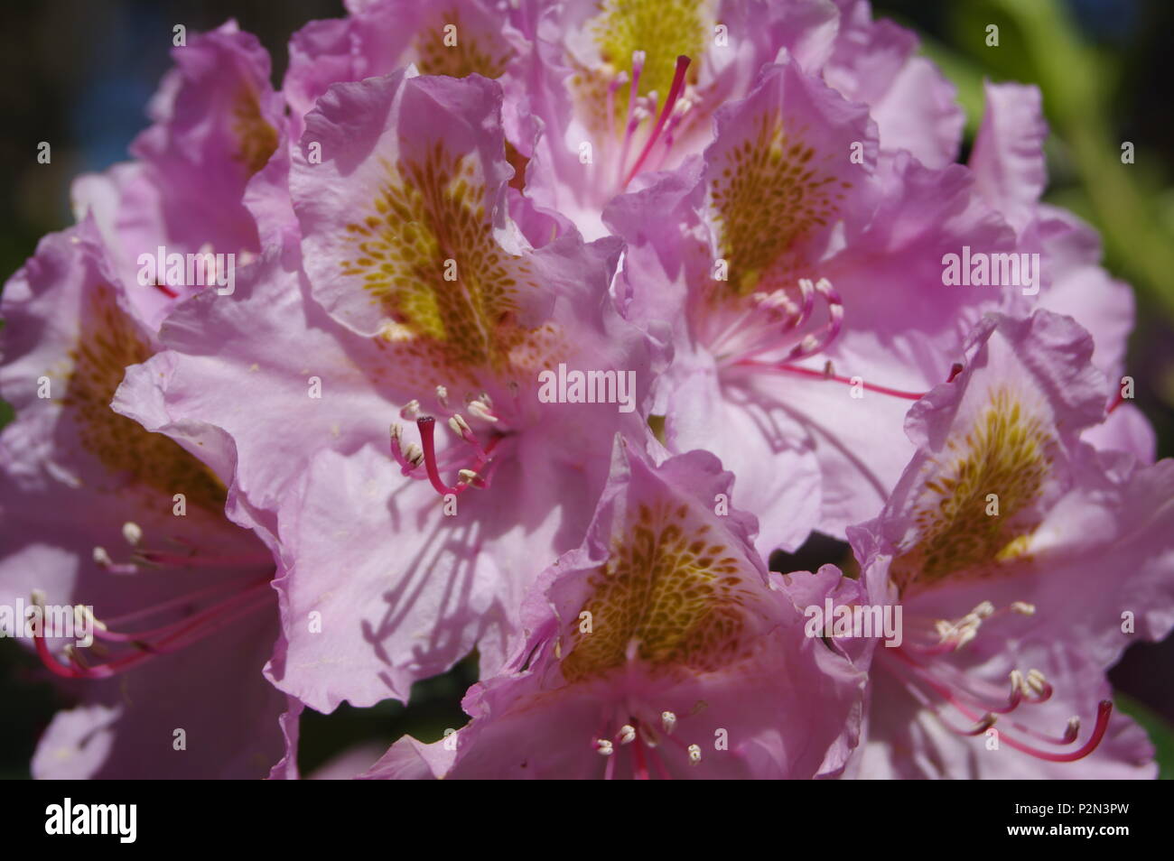 Beautiful rhododendron flowers Stock Photo - Alamy
